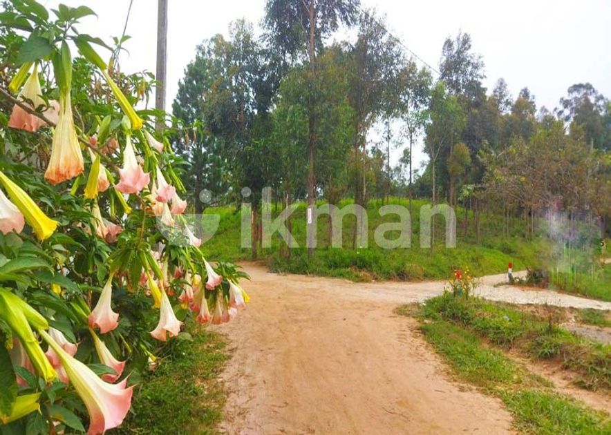 Land is for sale in a Peaceful and Tranquil environment Welimada. | ikman