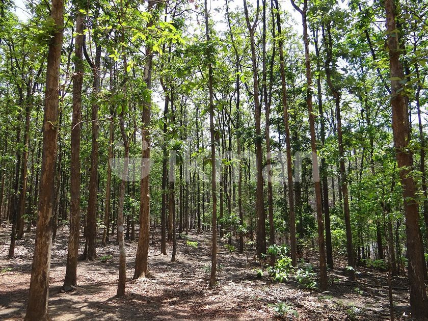 Land with Teak Plantation for Sale in Puttalam | ikman