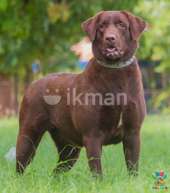 Large Breed Dogs in Negombo | ikman
