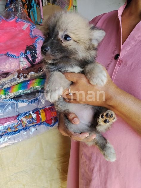 Lion Pomaneriyan Puppy for Sale in Kotte | ikman