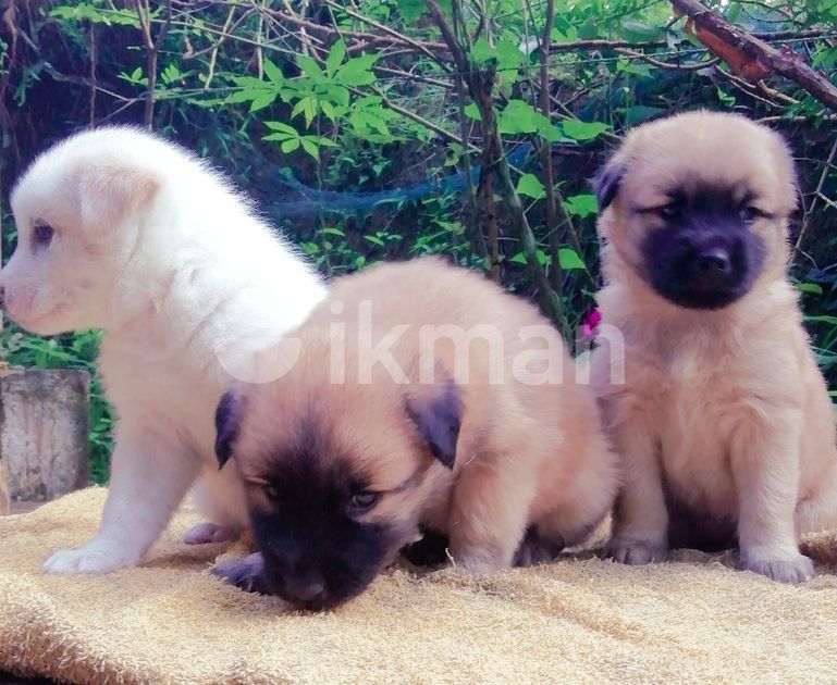 Lion Pomeranian Puppies for Sale in Kamburupitiya | ikman