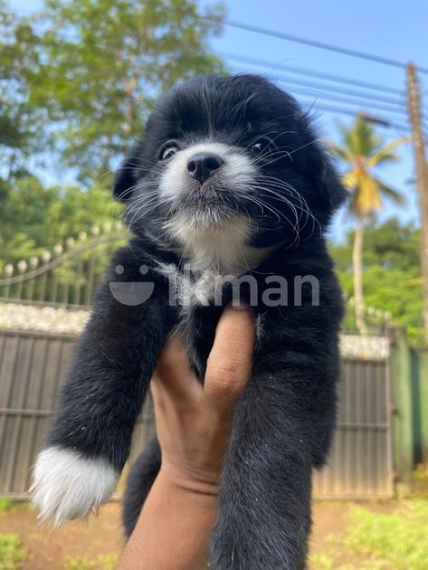 Lion Pomeranian Puppies for Sale in Homagama | ikman
