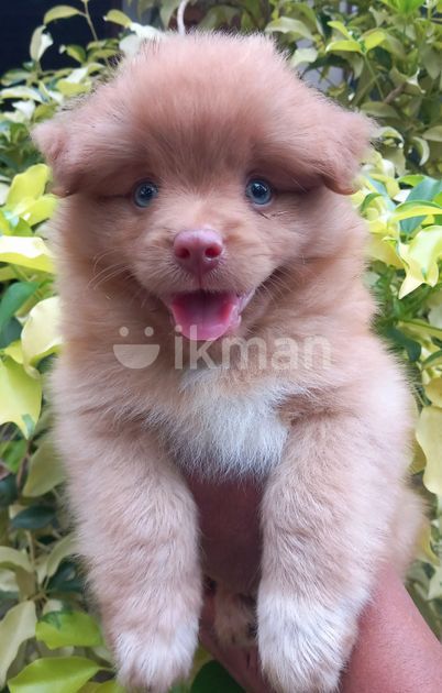 Lion Pomeranian Puppies for Sale in Negombo | ikman