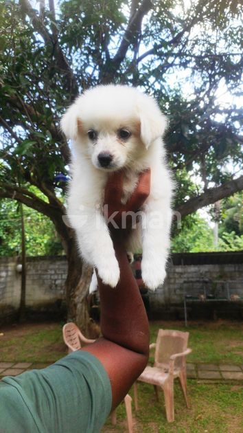 Lion pomeranian puppies for Sale in Bingiriya | ikman