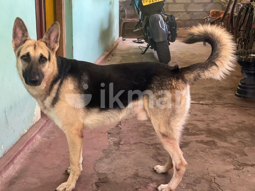 Lion Shepherd Dog for Sale in Kalmunai | ikman