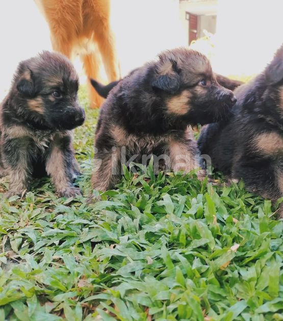 Lion Shepherd Puppies for Sale in Hikkaduwa | ikman
