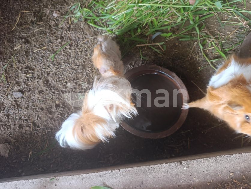 Long Hair Gini Pig for Sale in Katunayake | ikman