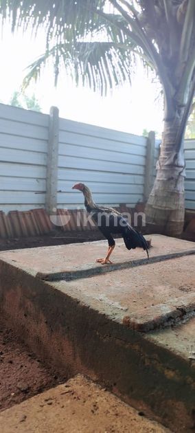Long Tail Rooster in Jaffna City | ikman