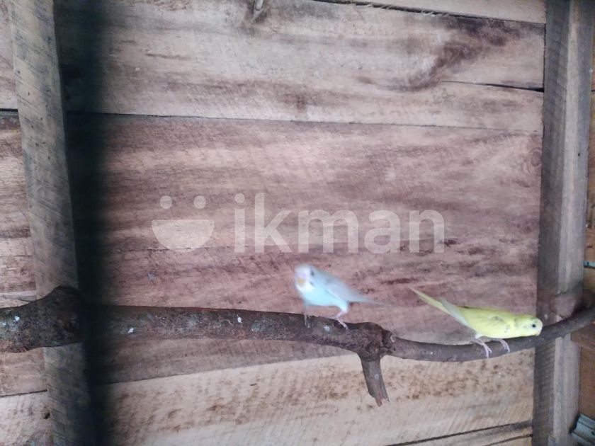 Love Birds for Sale in Kandy City | ikman