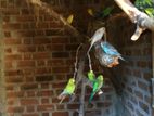 Love Birds for Sale in Kalmunai | ikman