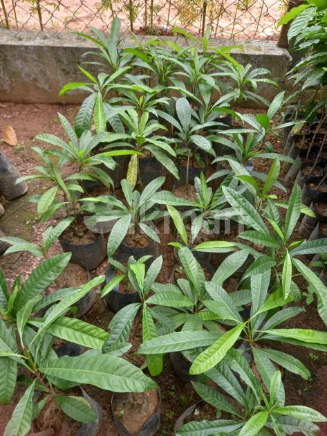 ලවුලු| Lavulu plants in Kurunegala City | ikman