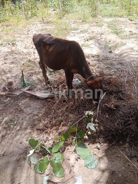 Maadu for Sale in Jaffna City | ikman