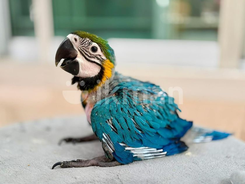 Macaw Parrot for Sale in Wennappuwa | ikman