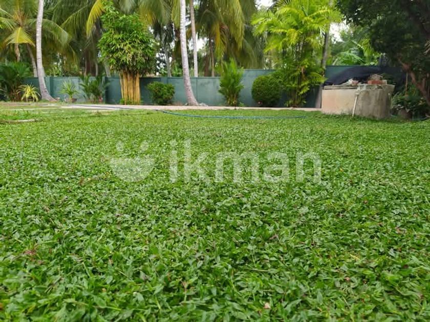 Malasiyan Carpet Grass for Sale | Ja-Ela | ikman