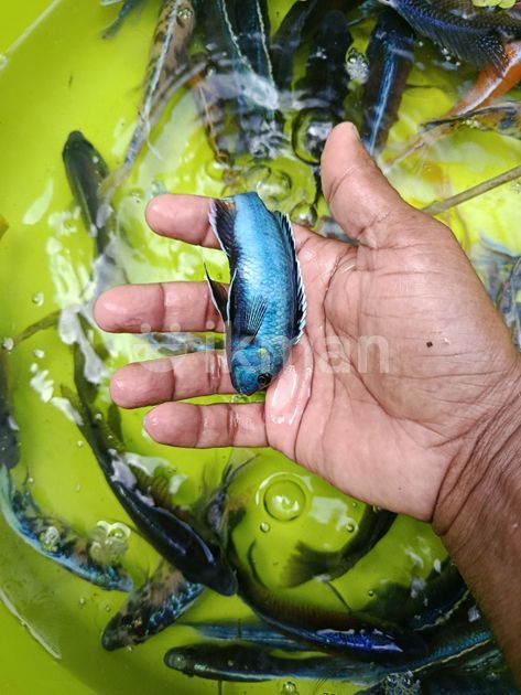 Malawi Fish for Sale in Dikwella | ikman