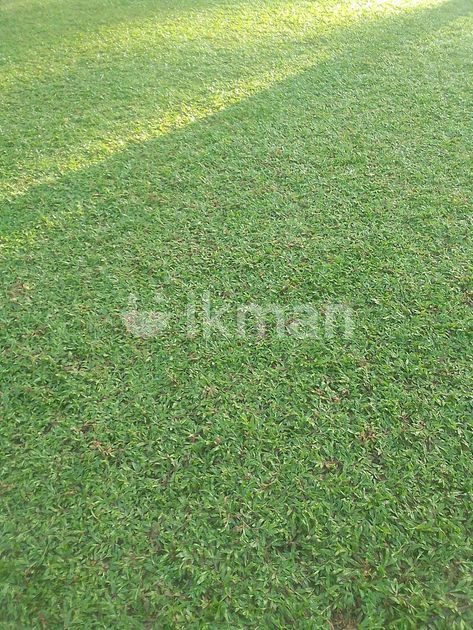 Malaysian Grass for Sale | Nugegoda | ikman