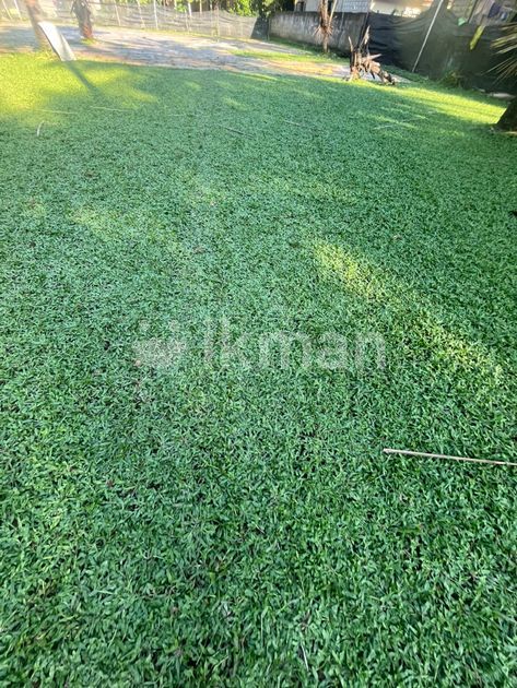 Malaysian Grass for Sale | Ja-Ela | ikman