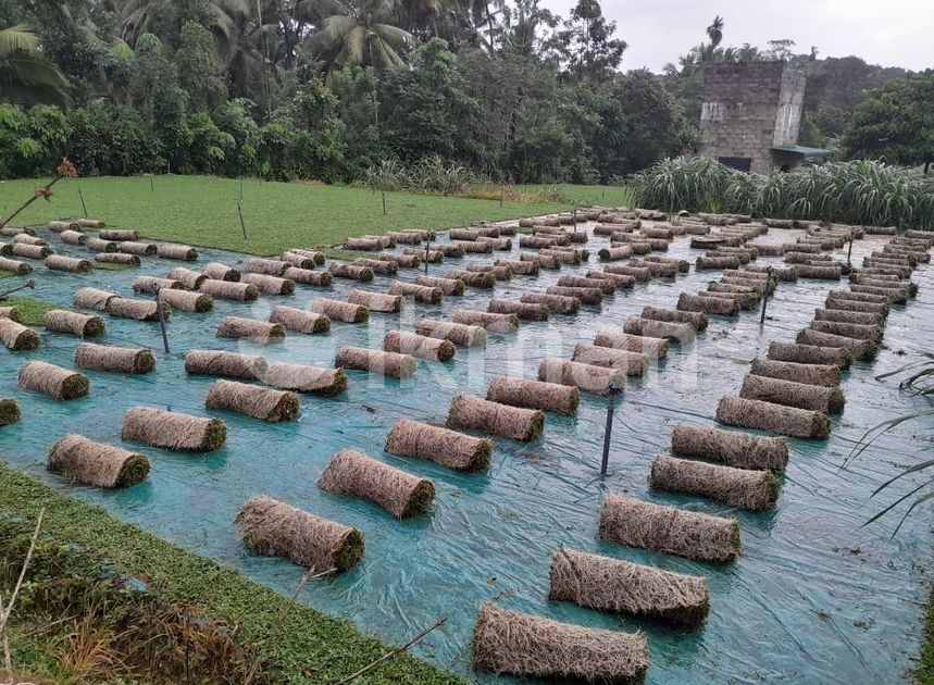 Malaysian Grass Interlock Paving Blocks | Battaramulla | ikman Malaysian Grass Interlock Paving Blocks | Battaramulla | ikman