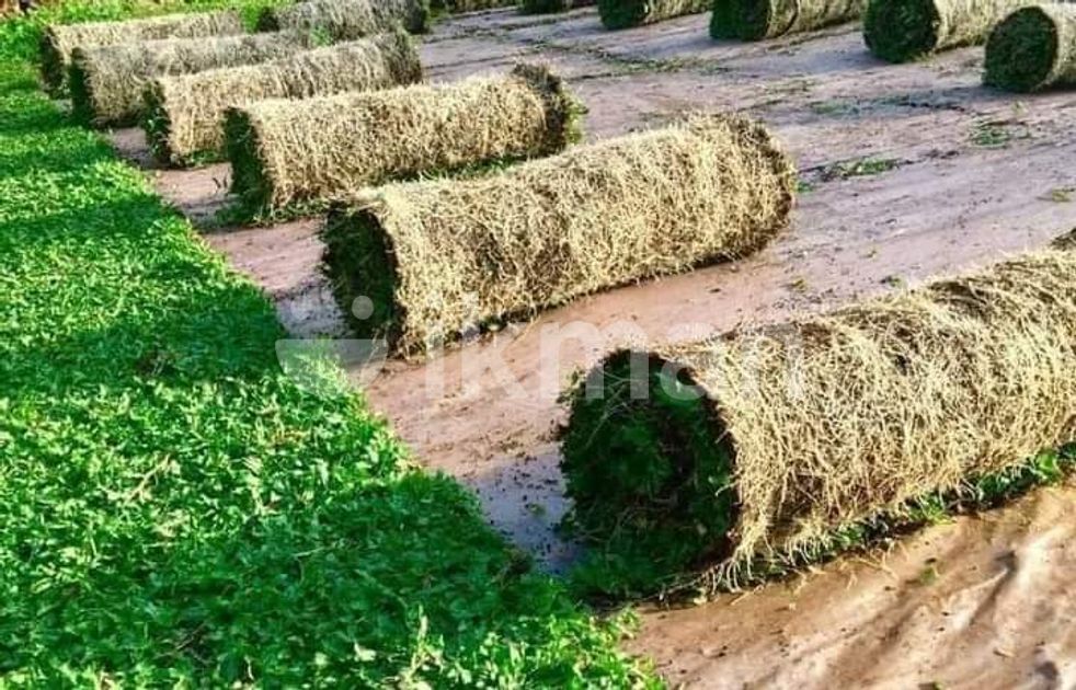 Malaysian Grass With Interlock Paving for Sale | Dehiwala | ikman