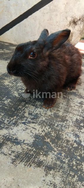 Male Angora Rabbit for Sale in Anuradhapura City | ikman