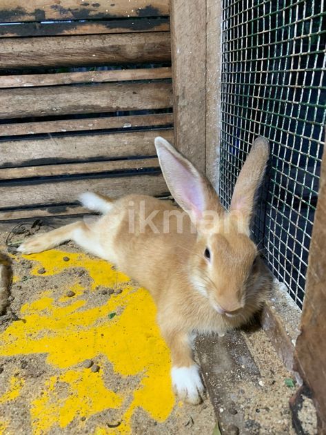 Male Rabbit for Sale in Akkarepattu | ikman