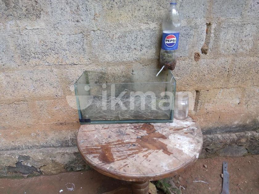 Fish Tank for Sale in Baddegama | ikman