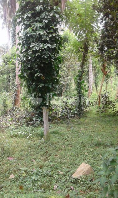 Matale Land for Sale | ikman