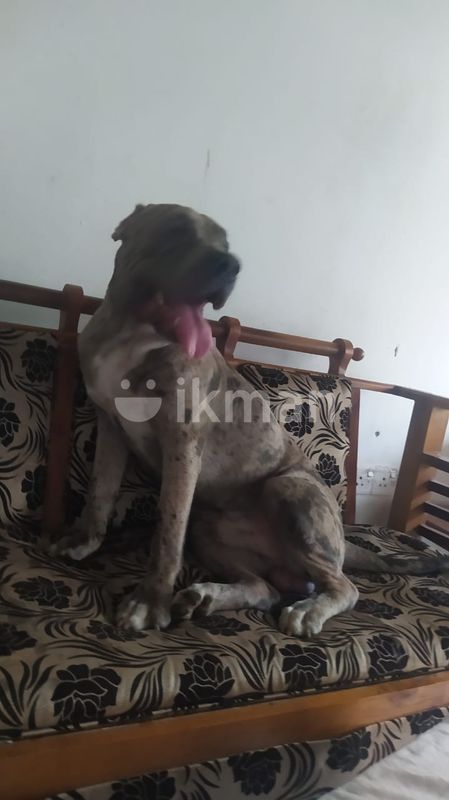 Merle American Bully for Crossing in Bandaragama | ikman