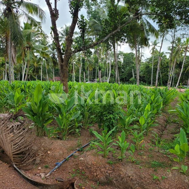 Minuwangoda : 8 Acres Coconut Land for Sale | ikman