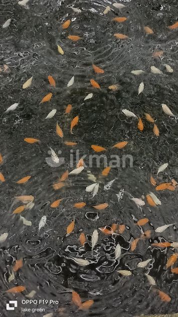 Guppy Fish for Sale in Trincomalee City | ikman