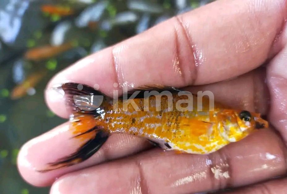 Molly Fish in Akkarepattu | ikman