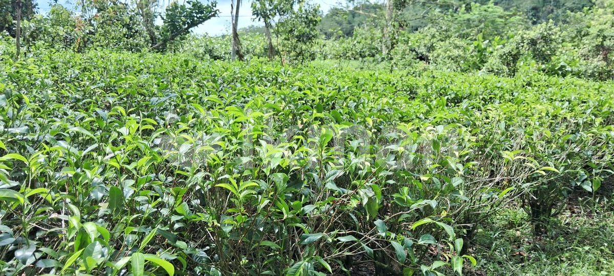 Morawako : 106 Acres Tea Estate for sale with Two Bungalows | ikman