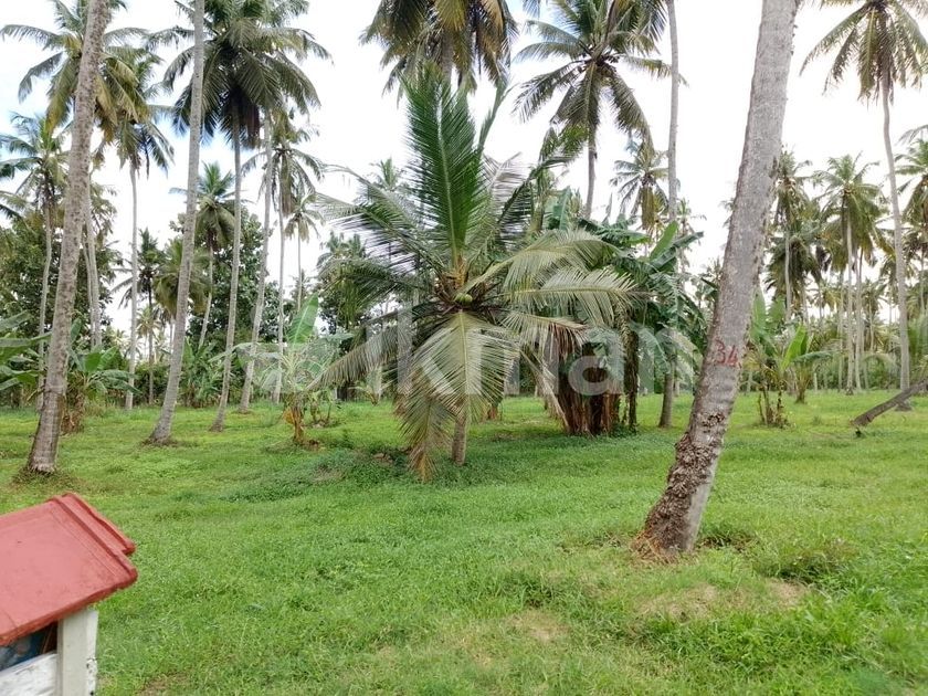 Naththandiya : 17 acres Coconut Land for Sale | ikman