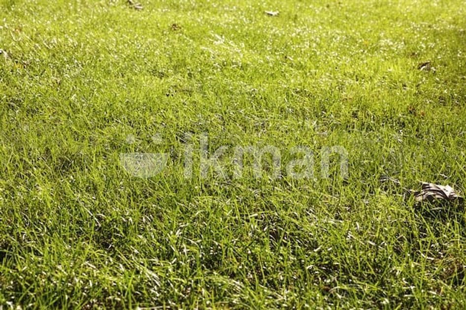 Nawala : 30 Perches Land for Sale | ikman