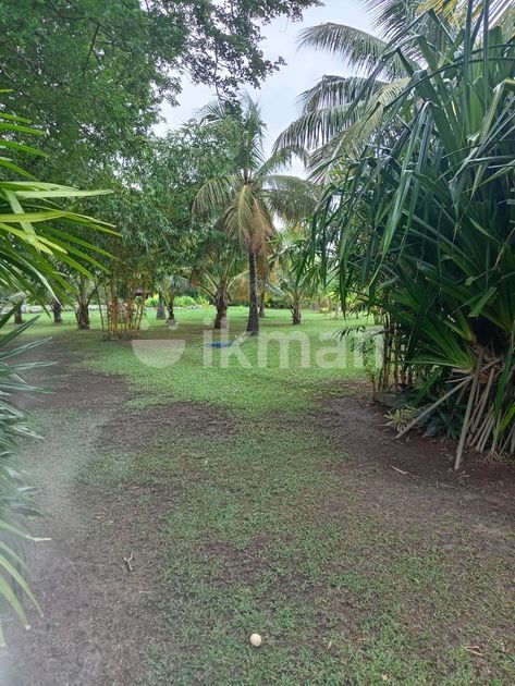 Negombo : 320 perches Land for Sale | ikman