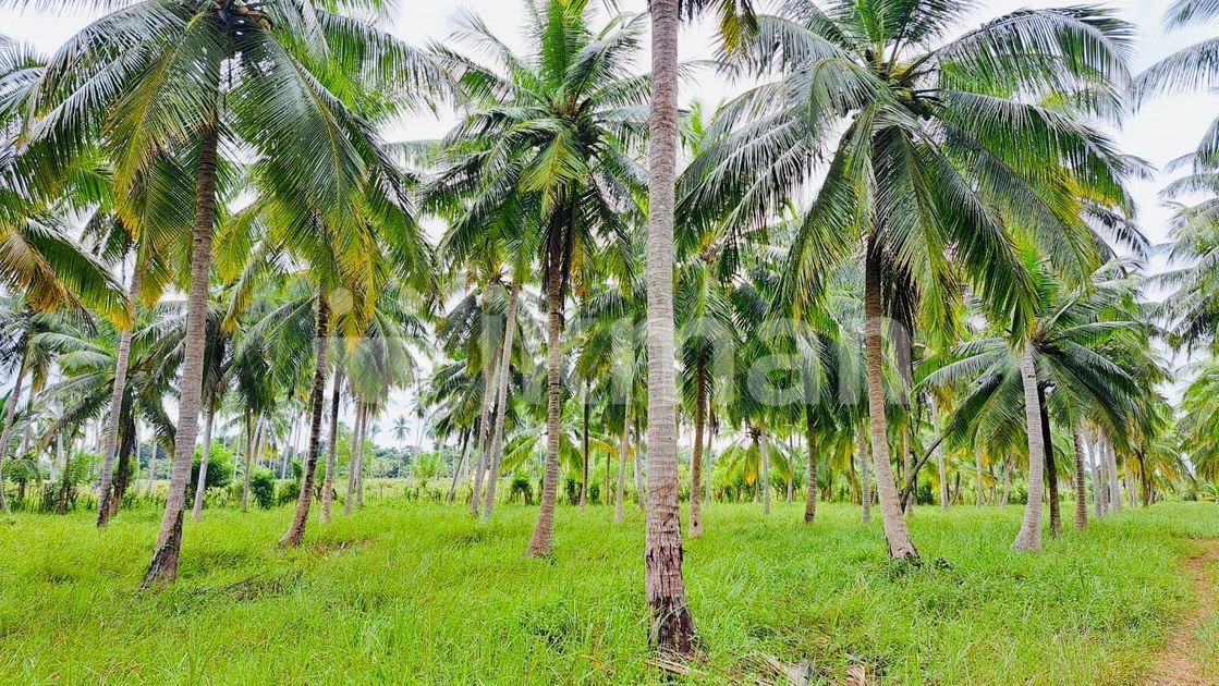 (NNI-211) 43 Acre Land Sale At Pallama off Chilaw | ikman