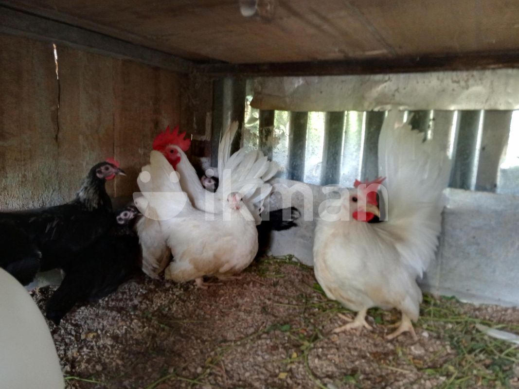 Oeg Hen for Sale in Kesbewa | ikman