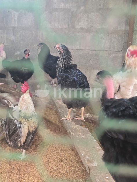 Country Chicken for Sale in Vavuniya City | ikman