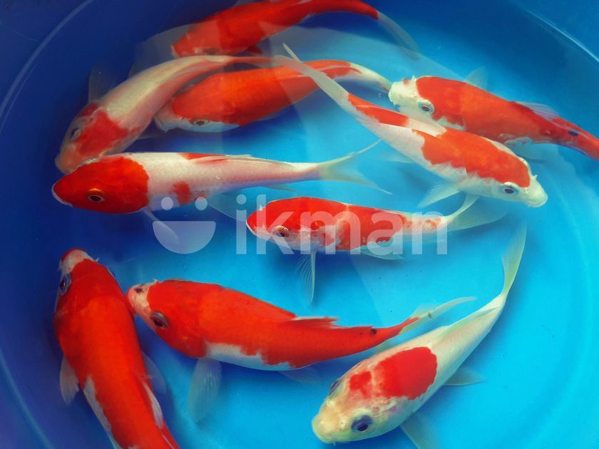Japanese Koi Fish for Sale in Moratuwa | ikman