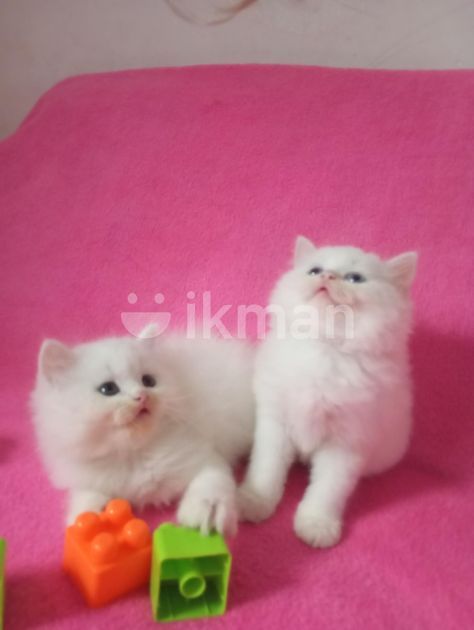 Persian Cat for Sale in Colombo 9 | ikman