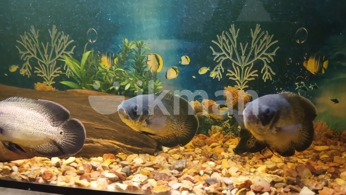 Oscar Fish for Sale in Kandy City | ikman