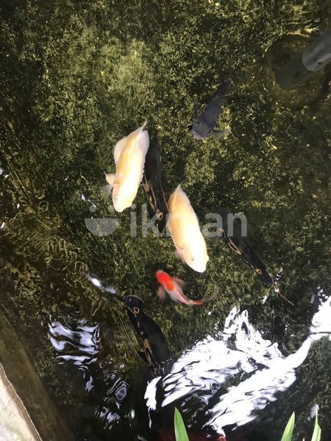 Oscar Fish in Ampara City | ikman