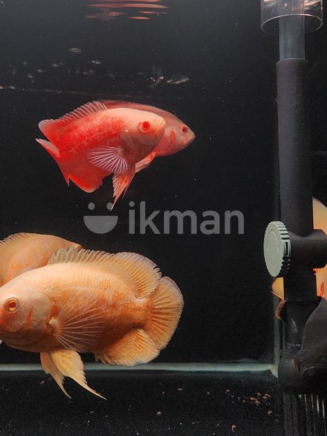 Oscars Fish for Sale in Homagama | ikman