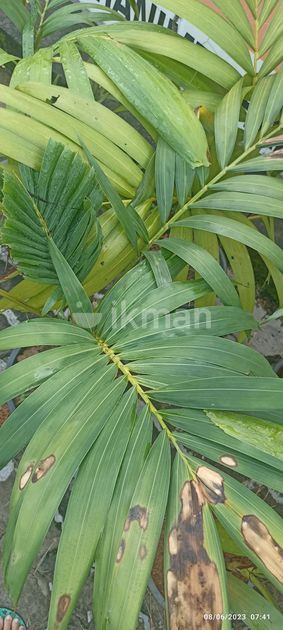 Palm Tress (Golden Plant) in Malabe | ikman