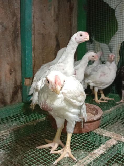Paper White Parrotbeak Azil Chicks for Sale in Nugegoda | ikman