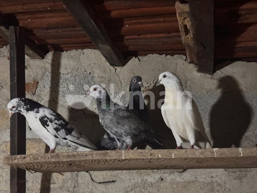 Paraviyo for Sale in Nugegoda | ikman