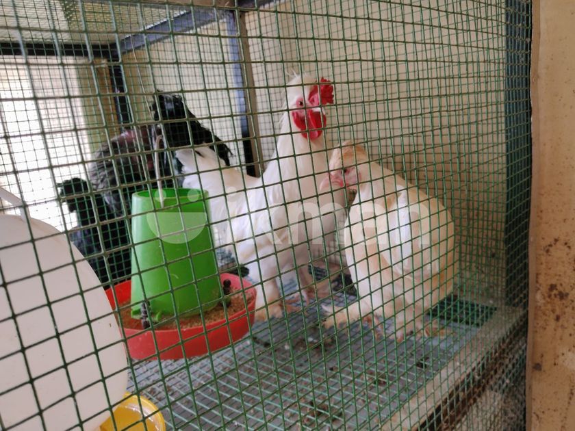 Parrot Beak Hen for Sale in Nawalapitiya | ikman