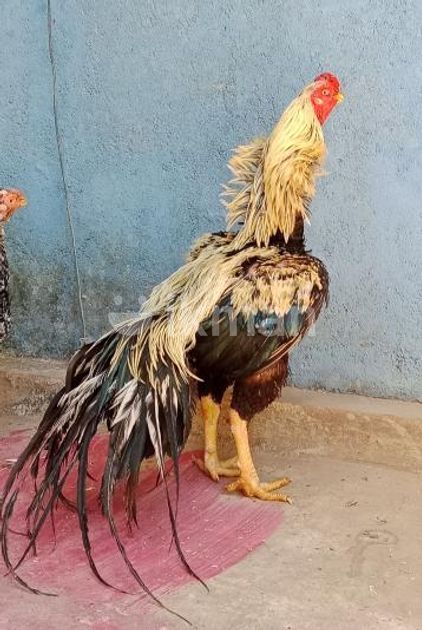 Parrot Beak Long Tail Rooster for Sale in Mawanella | ikman