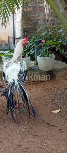 Parrot Beak Rooster for Sale in Mawanella | ikman
