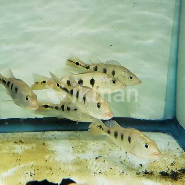 Peacock Bass Fish in Mount Lavinia | ikman